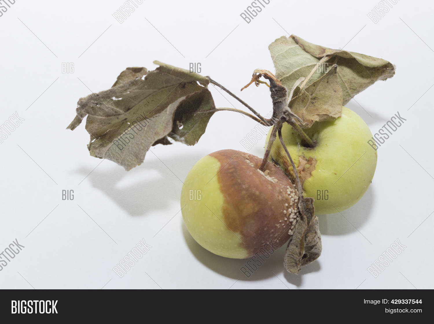 Spoiled Apples On Image & Photo (Free Trial) | Bigstock