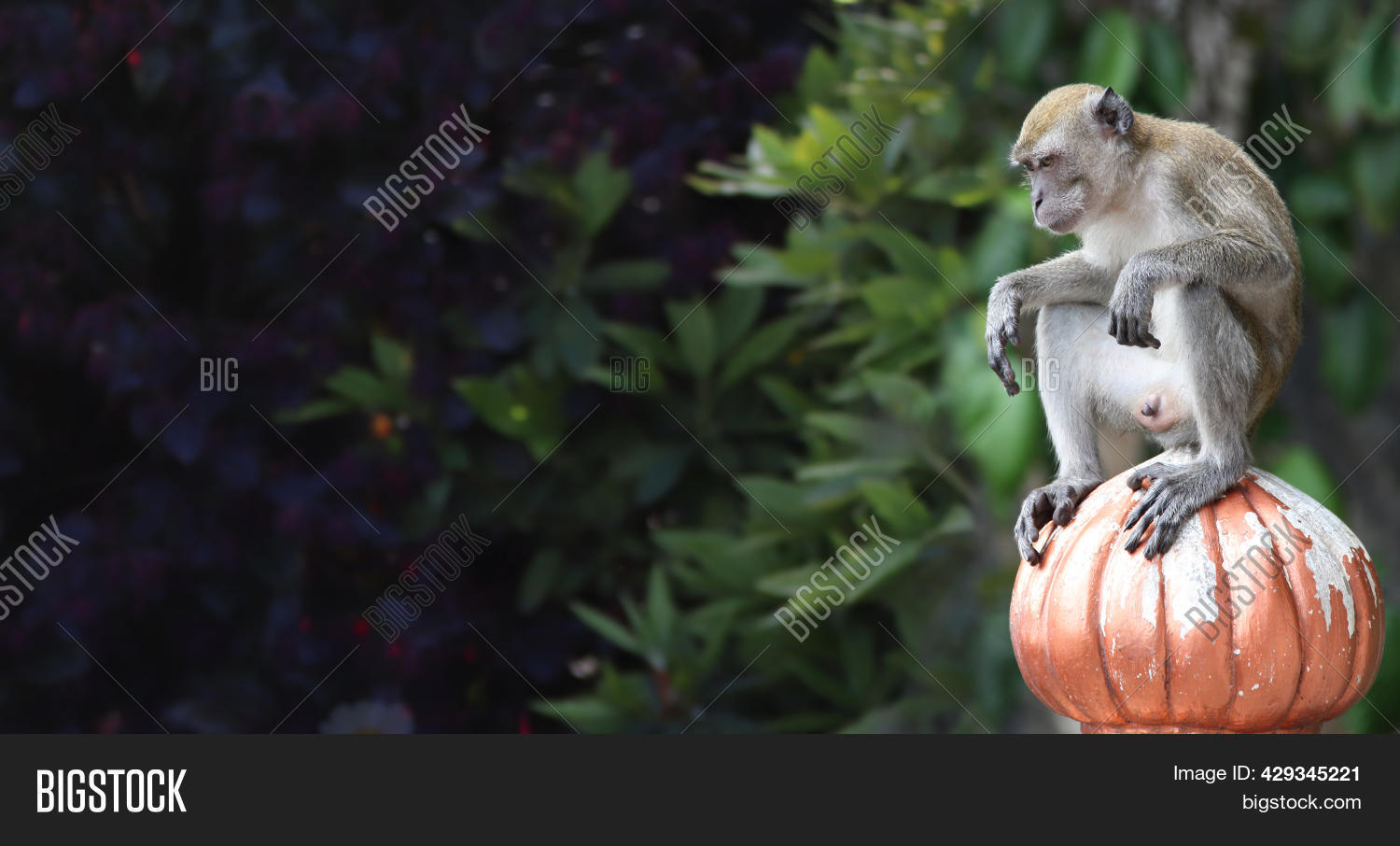 Sad Monkey Male Sits Image & Photo (Free Trial) | Bigstock