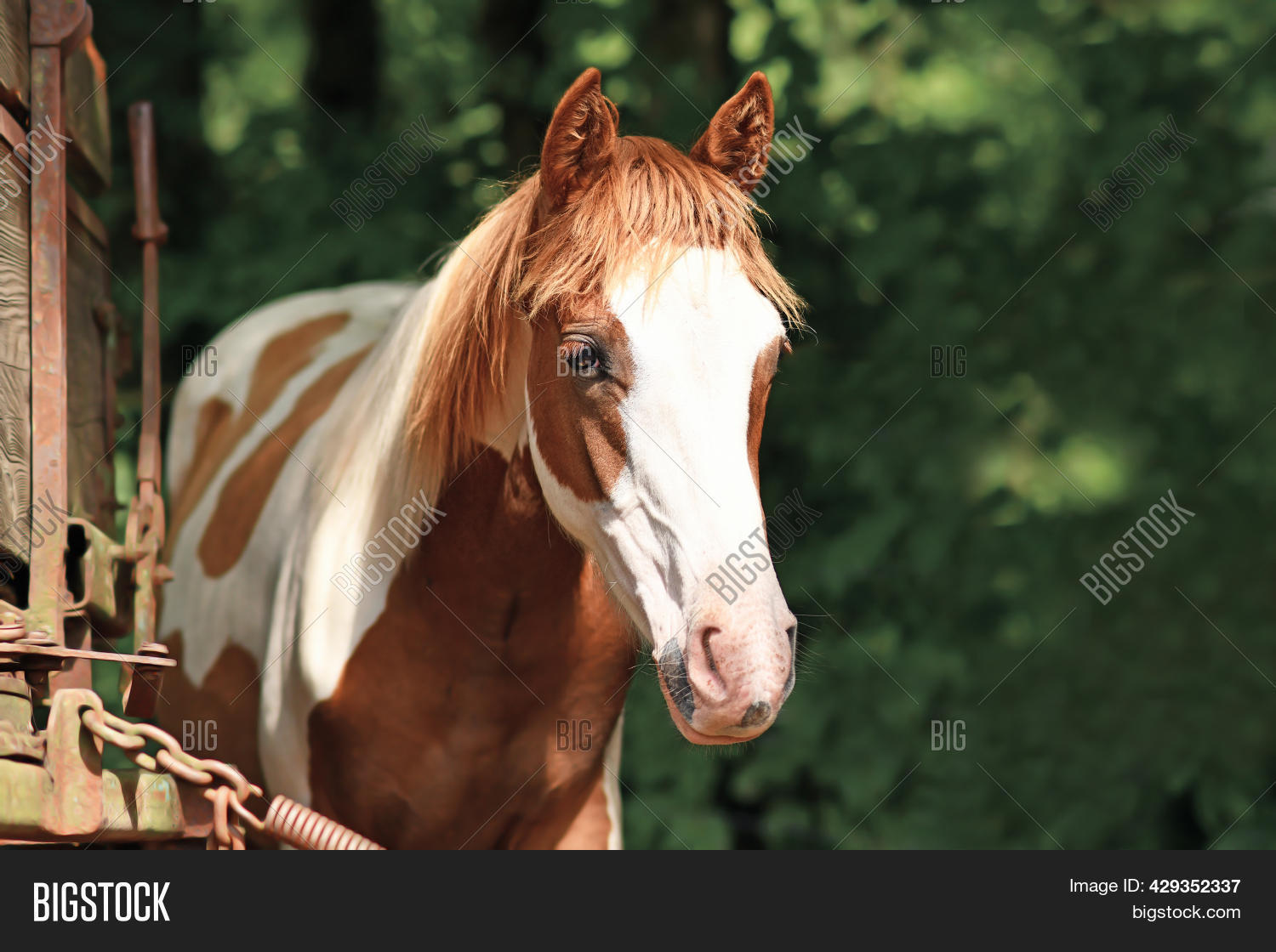 American Pinto Horse