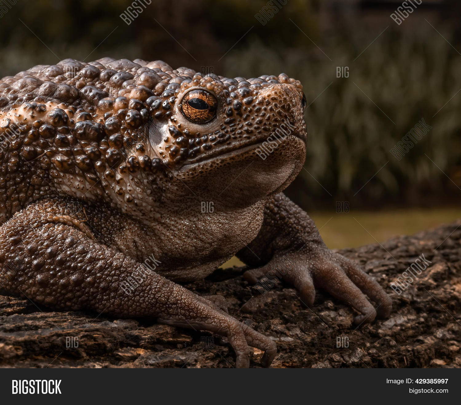 Ugly Big Brown Bull Image & Photo (Free Trial) | Bigstock