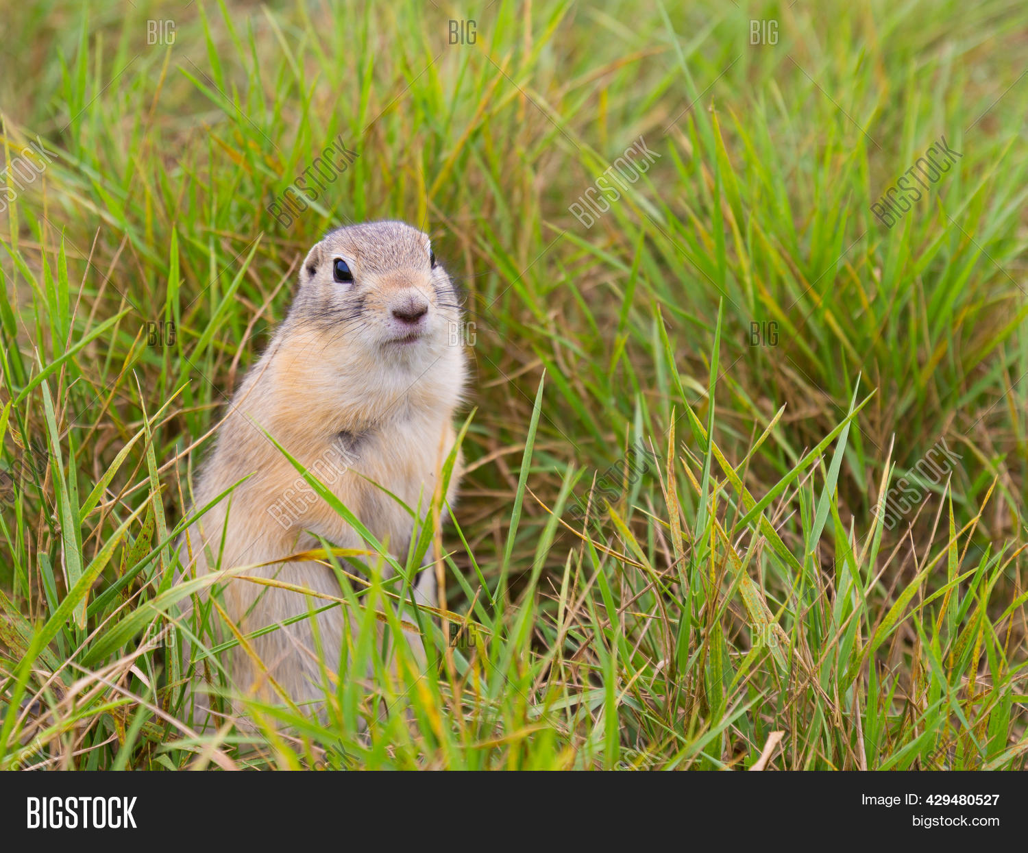 Imagen y foto Gopher Sits Green (prueba gratis) | Bigstock