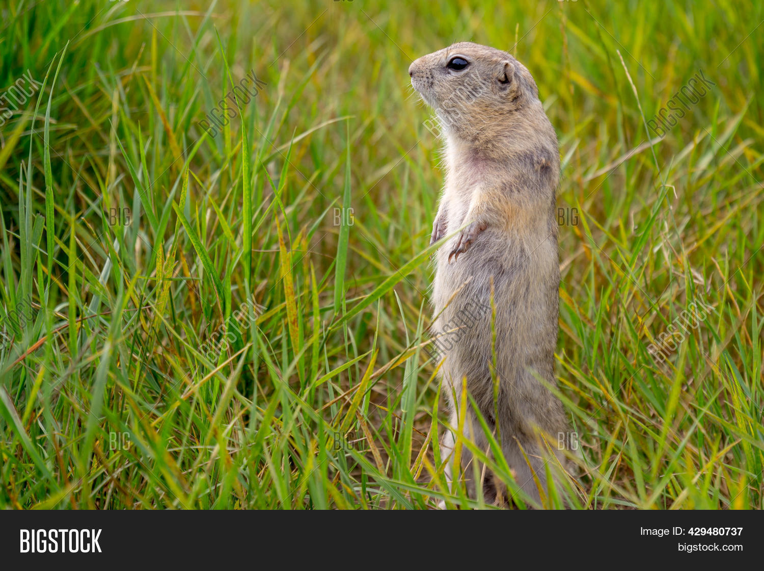 Gopher Stands Image & Photo (Free Trial) | Bigstock