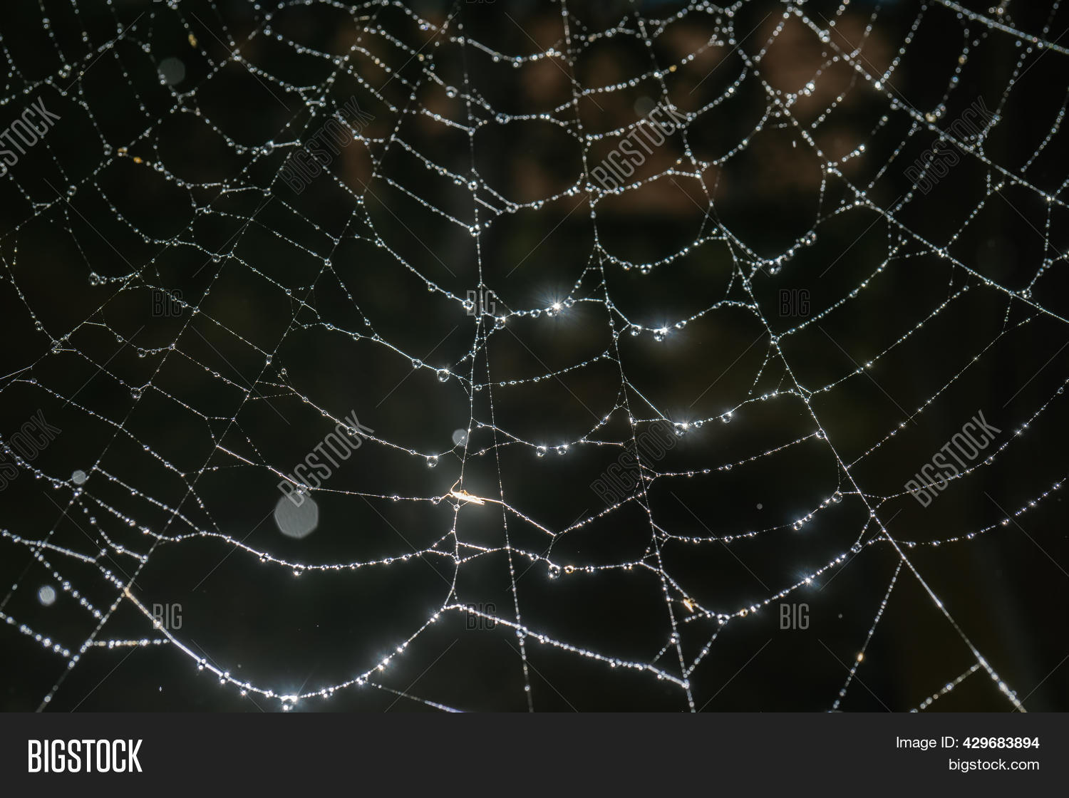 Cobwebs Drops After Image & Photo (Free Trial) | Bigstock