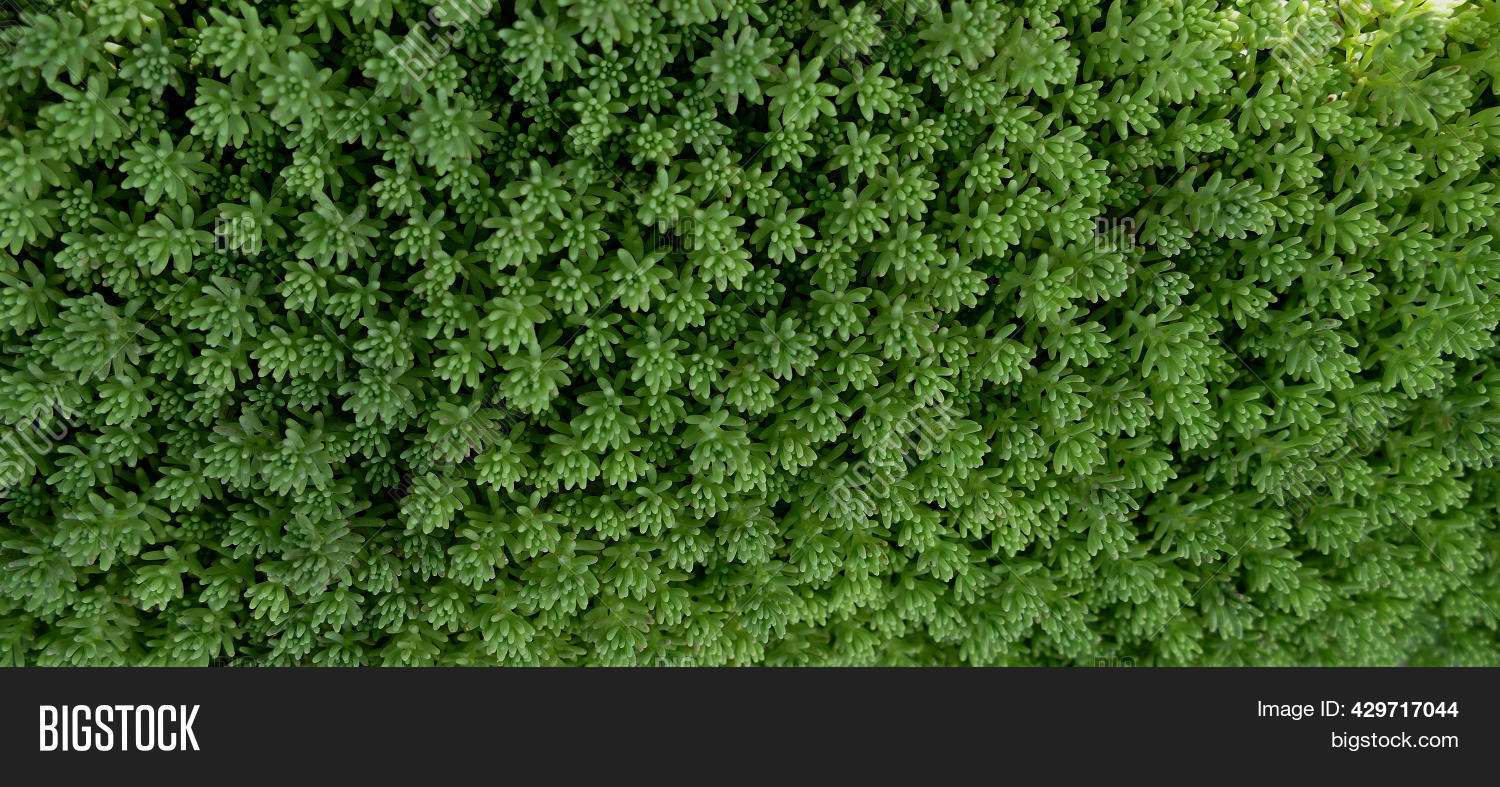 Green Ground Cover Image & Photo (Free Trial) | Bigstock