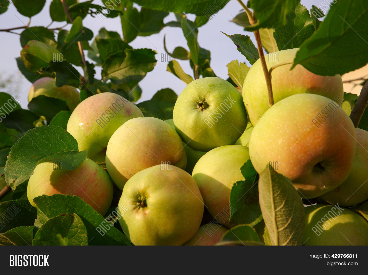 Gardening. Branch Image & Photo (Free Trial) | Bigstock