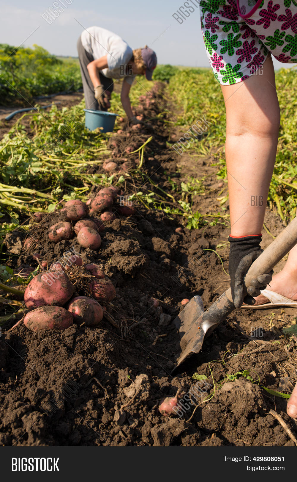 Field Workers Digging Image & Photo (Free Trial) | Bigstock