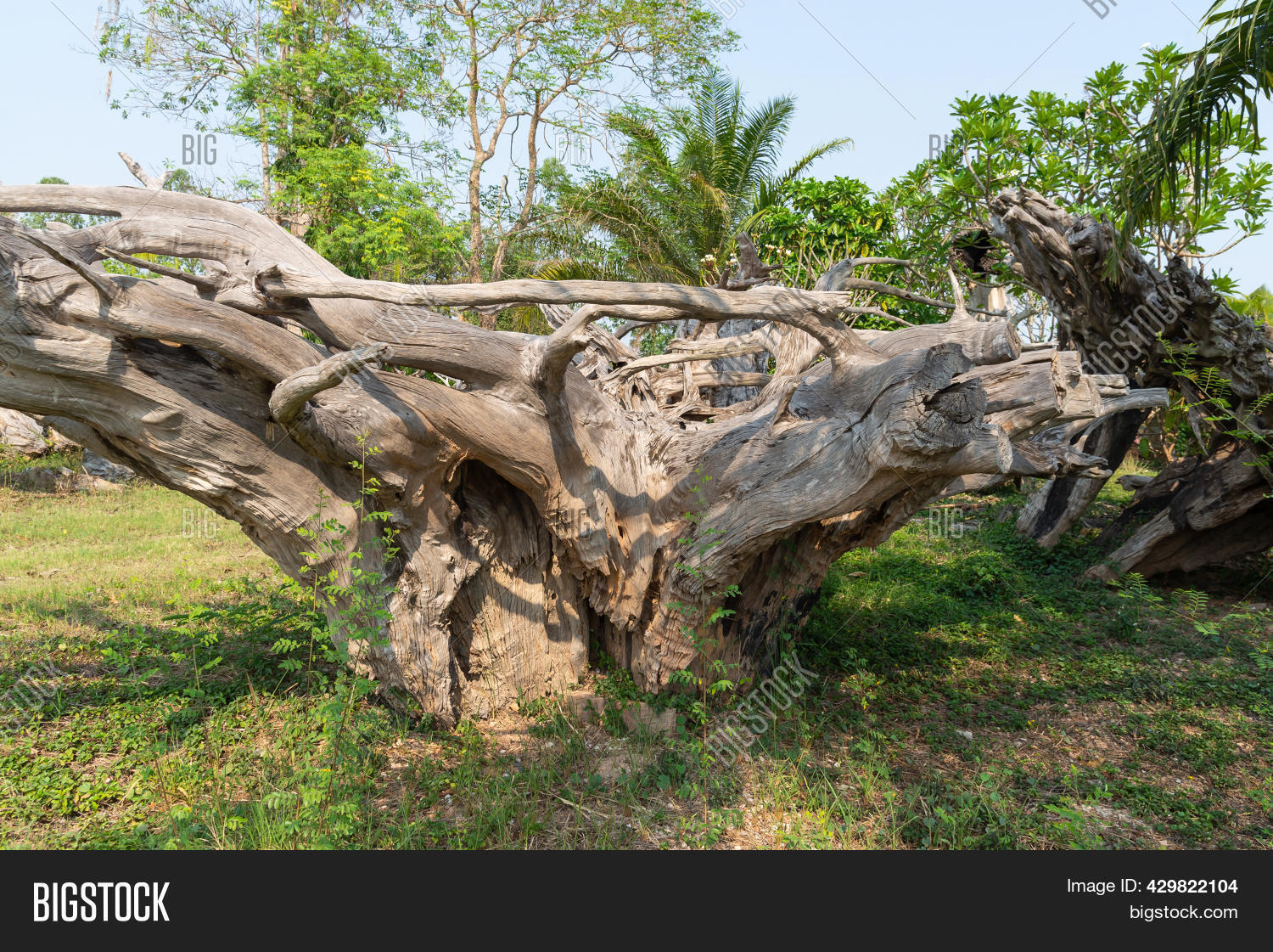 Big Dry Dead Tree Root Image & Photo (Free Trial) | Bigstock