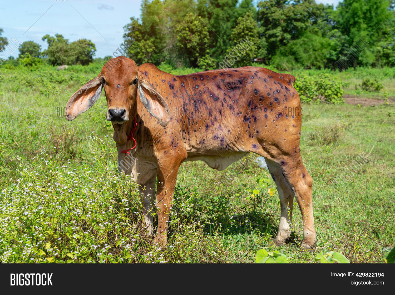 Cow Close Suffering Image & Photo (Free Trial) | Bigstock
