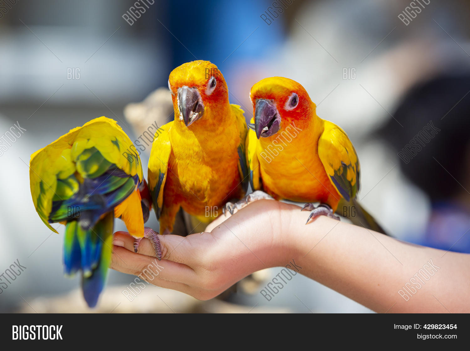 Sun Conure Eating Image & Photo (Free Trial) | Bigstock