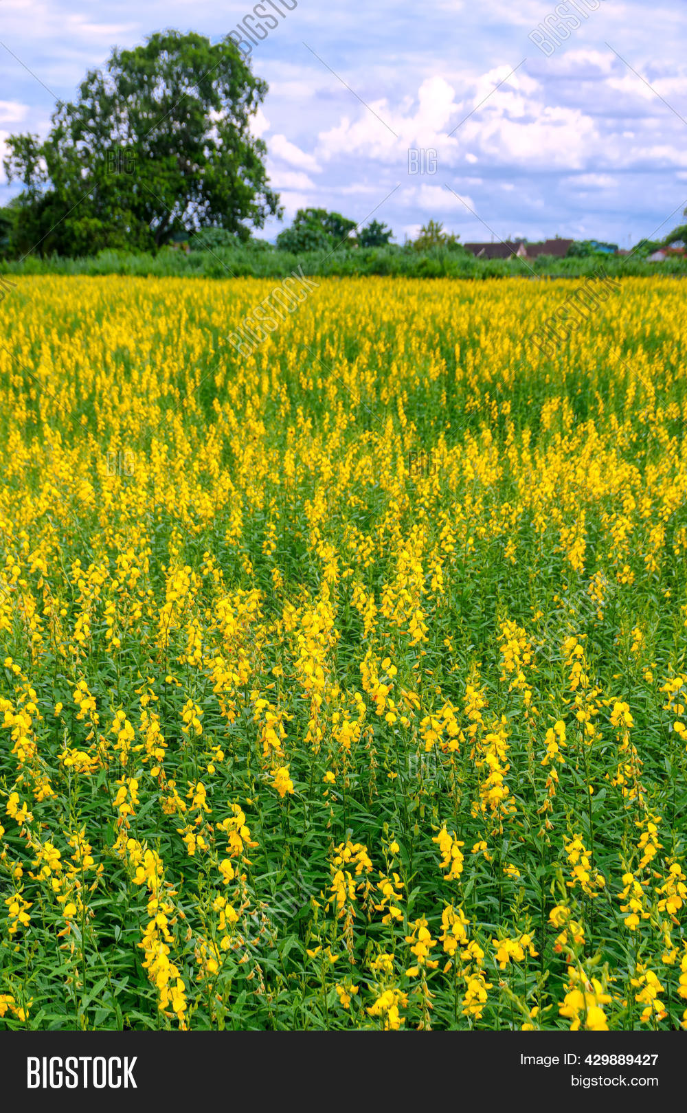 Yellow Flower Fields Image & Photo (Free Trial) | Bigstock