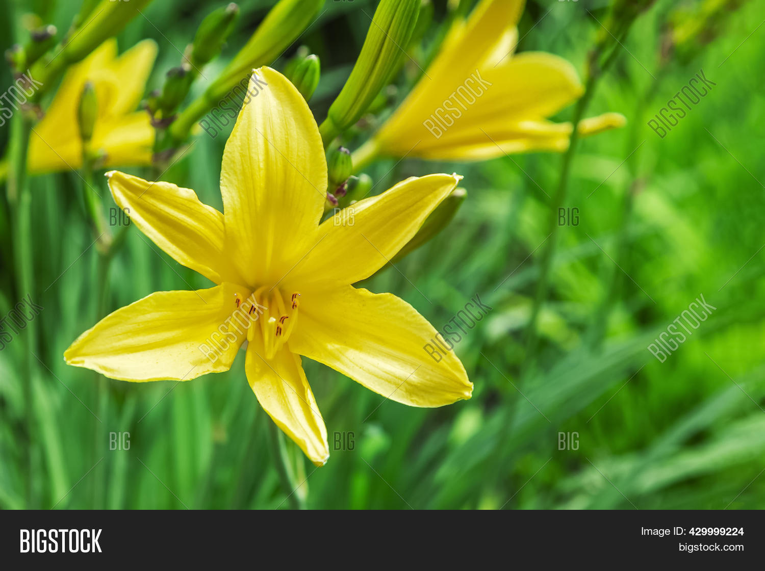 Yellow Lily Flowers Image & Photo (Free Trial) | Bigstock