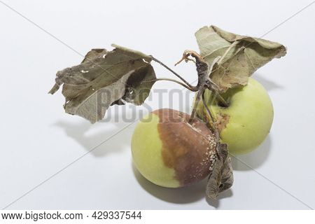 Spoiled Apples On Image & Photo (Free Trial) | Bigstock