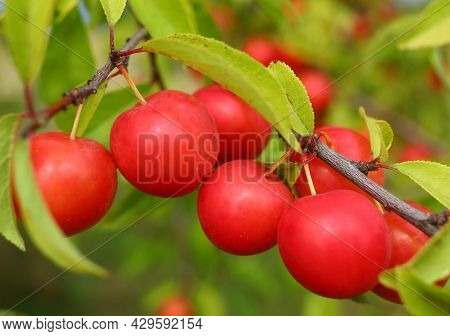 Prunus Cerasifera Red Image & Photo (Free Trial) | Bigstock