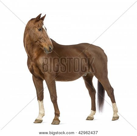 Side View Horse Image & Photo (Free Trial) | Bigstock