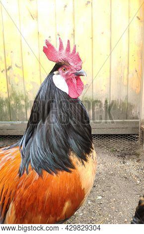 Multicoloured Rooster Image & Photo (Free Trial) | Bigstock