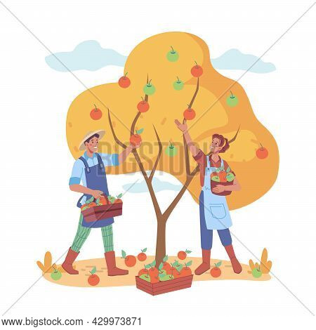 Man And Woman Gathering Apples From Tree In Farm, Farmers Working On ...