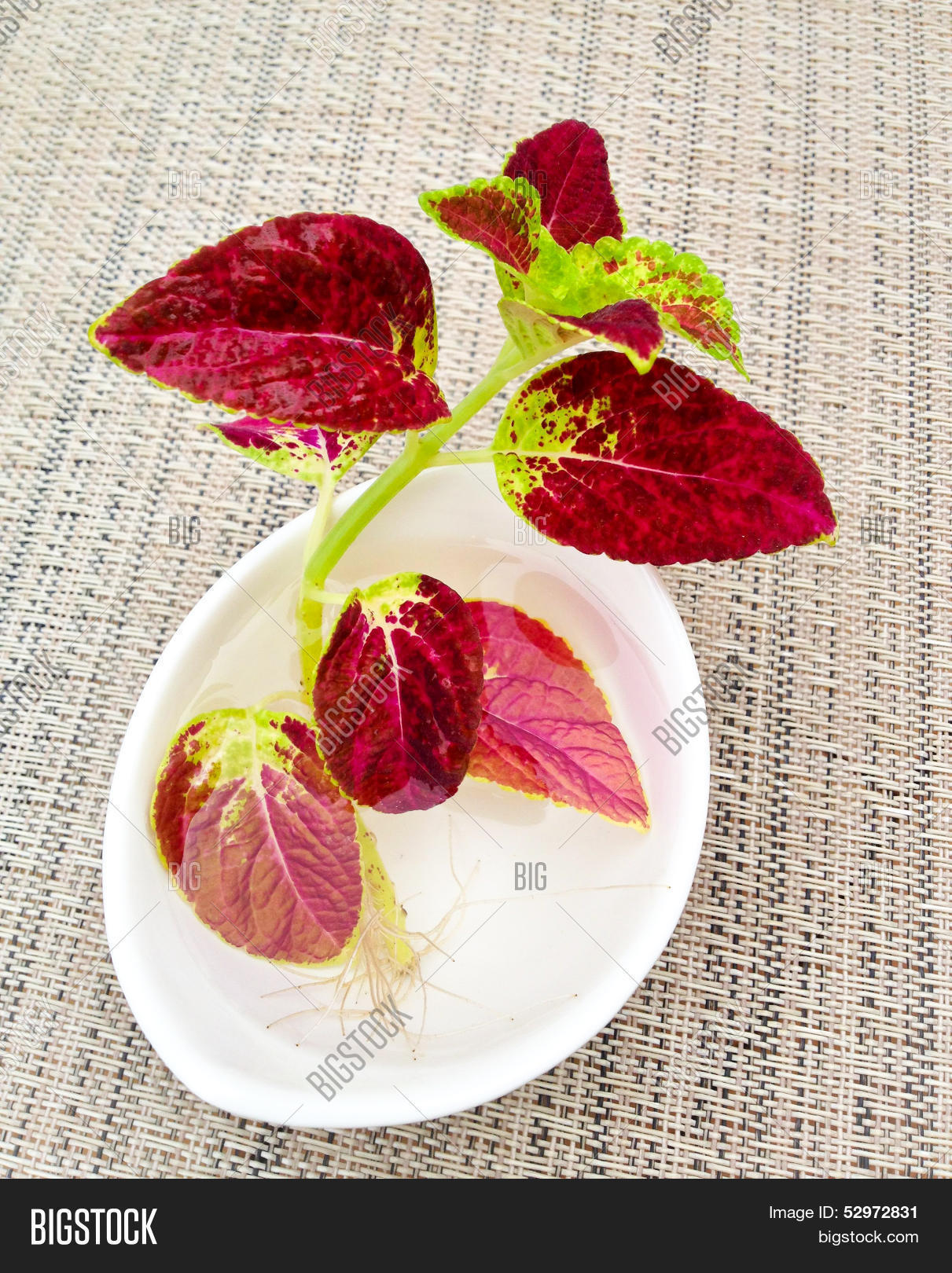 New Coleus Plant Roots Image & Photo (Free Trial) | Bigstock