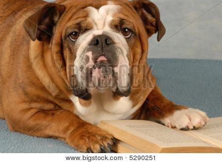 Bulldog Reading Novel Image & Photo (Free Trial) | Bigstock