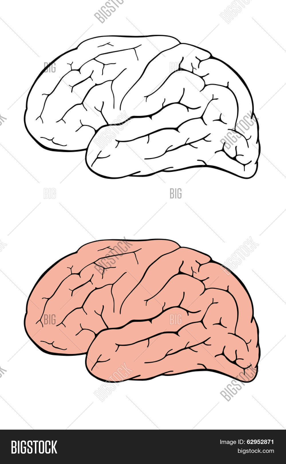 Brain Drawing Side View