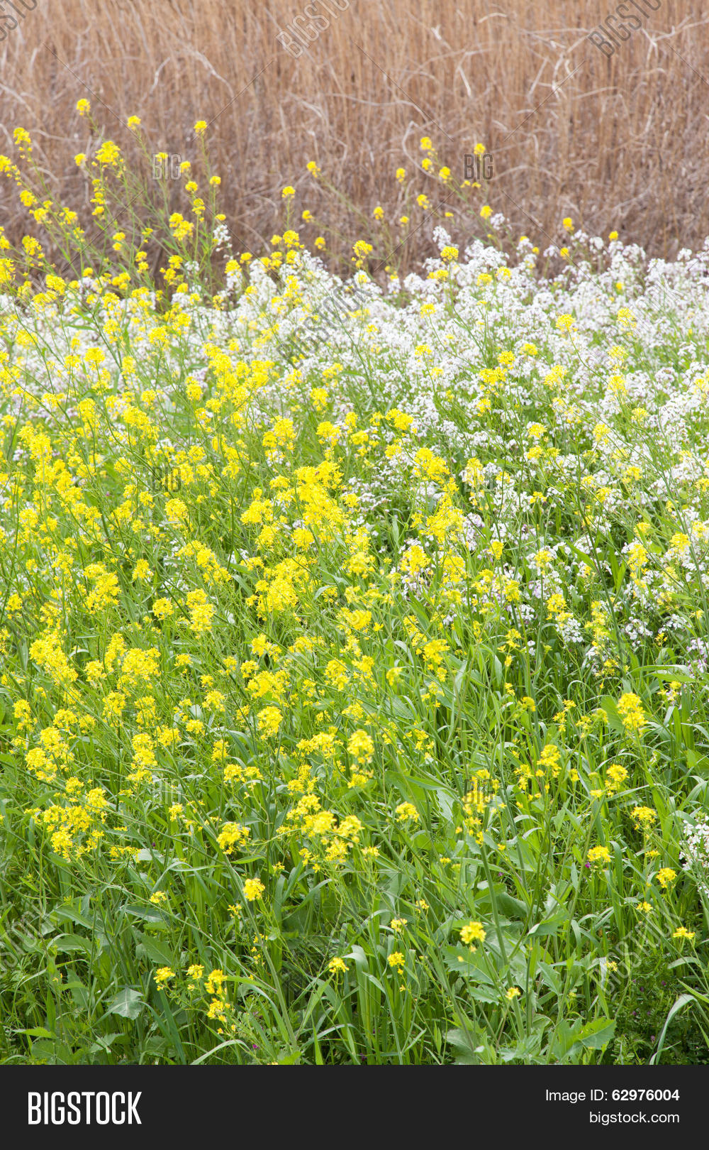 Mooli Rape Flowers Image & Photo (Free Trial) | Bigstock