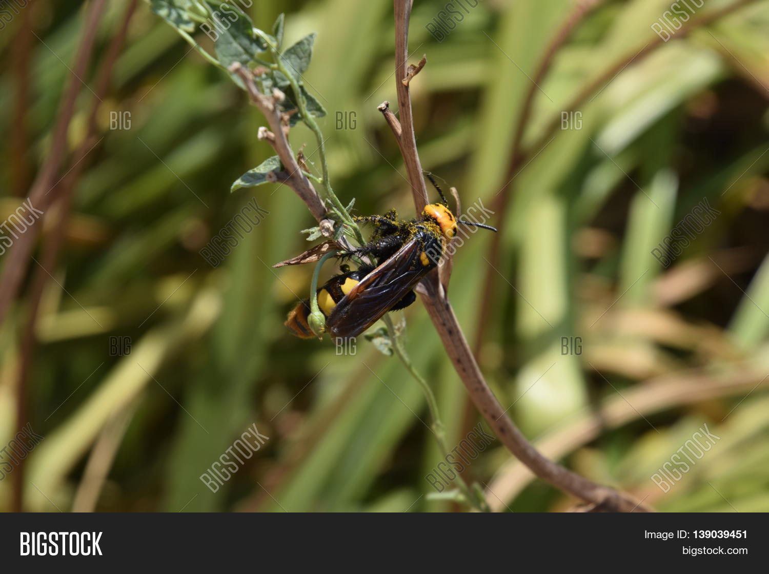 Megascolia Maculata. Image & Photo (Free Trial) | Bigstock