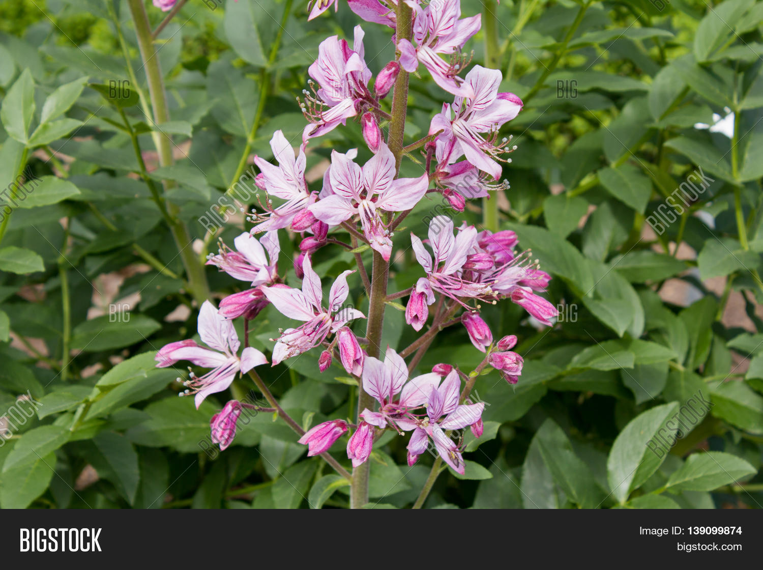 Pink Diptam (dictamnus Image & Photo (Free Trial) | Bigstock