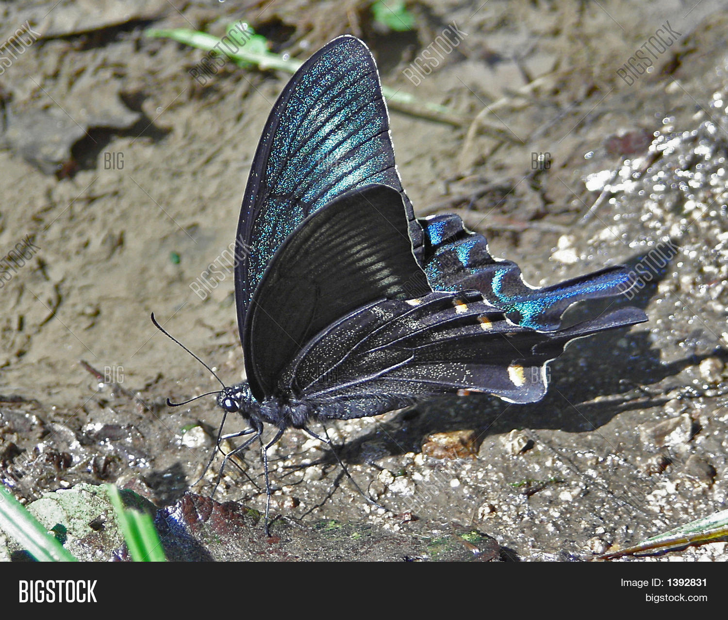 Butterfly Maack'S Image & Photo (Free Trial) | Bigstock