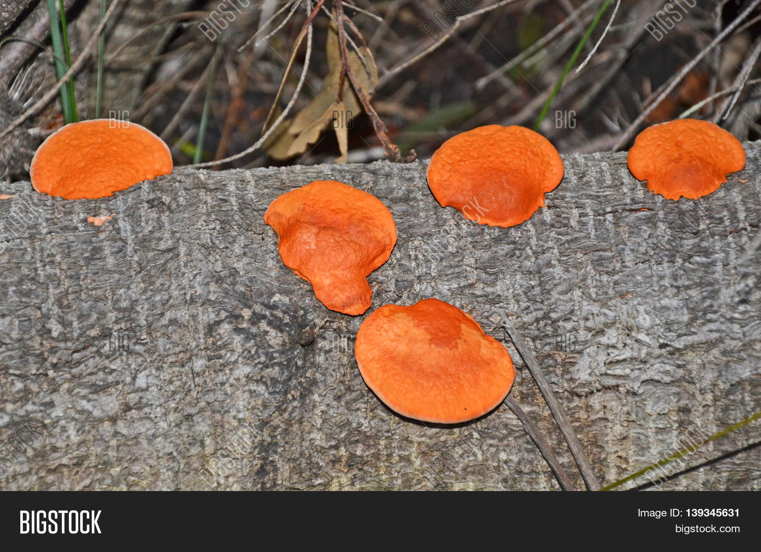 Orange Bracket Fungus Image & Photo (Free Trial) | Bigstock