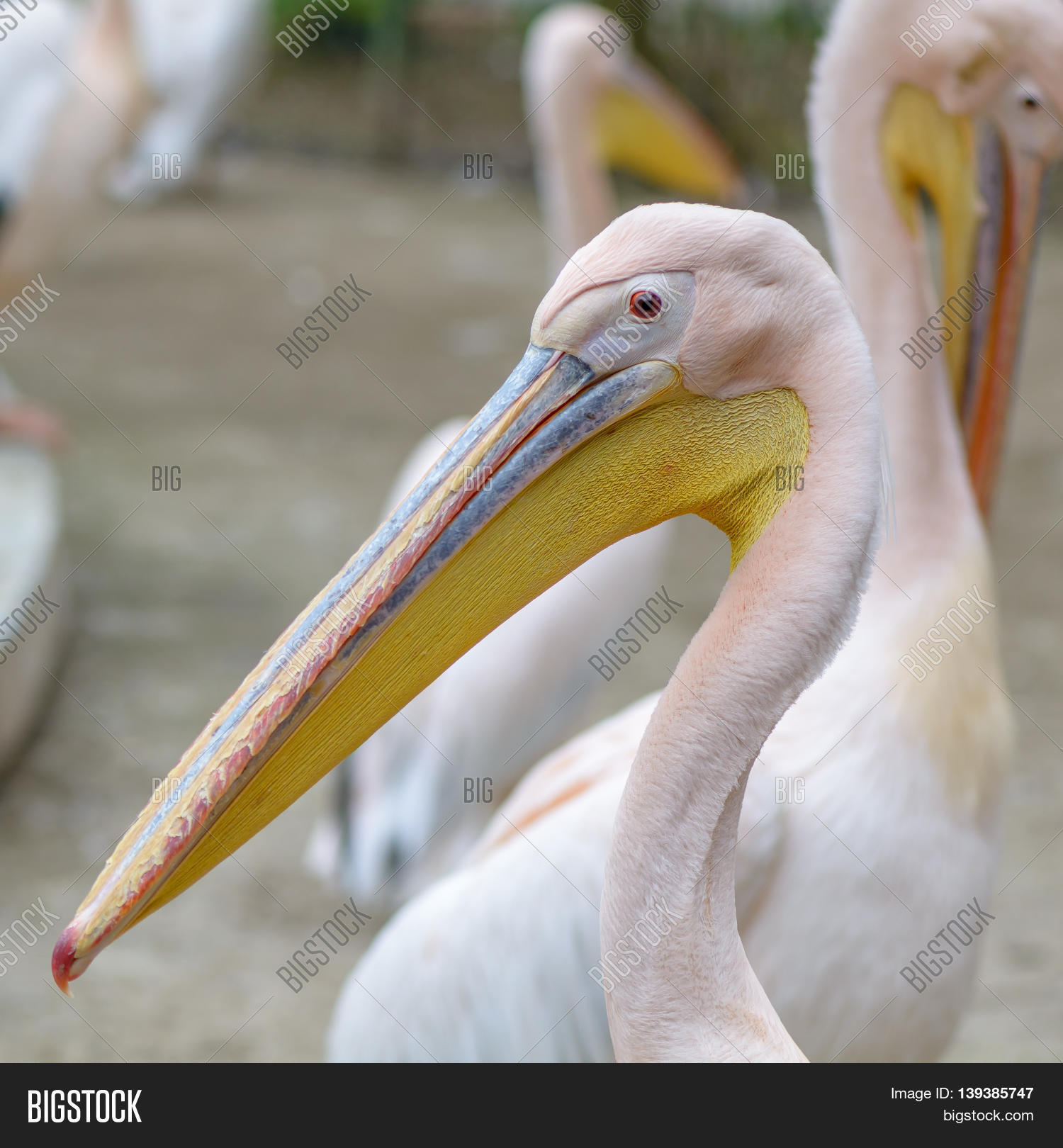 Beautiful Pelican Image & Photo (Free Trial) | Bigstock