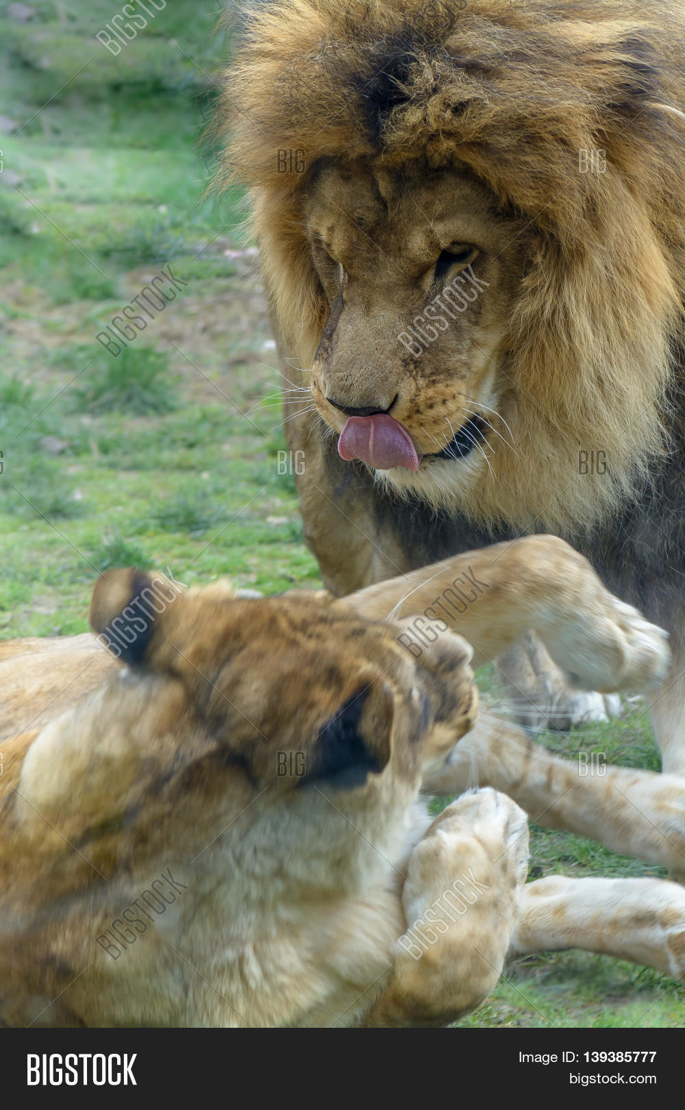 Lion Lioness Playing. Image & Photo (Free Trial) | Bigstock