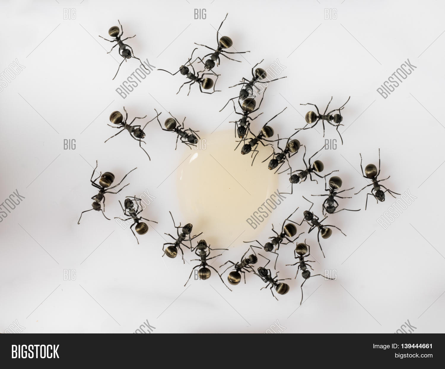 Many Ants. Ants Drink Image & Photo (Free Trial) | Bigstock