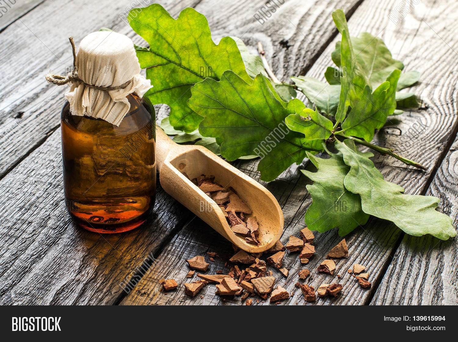 Medicinal Plant Oak ( Image & Photo (Free Trial) | Bigstock