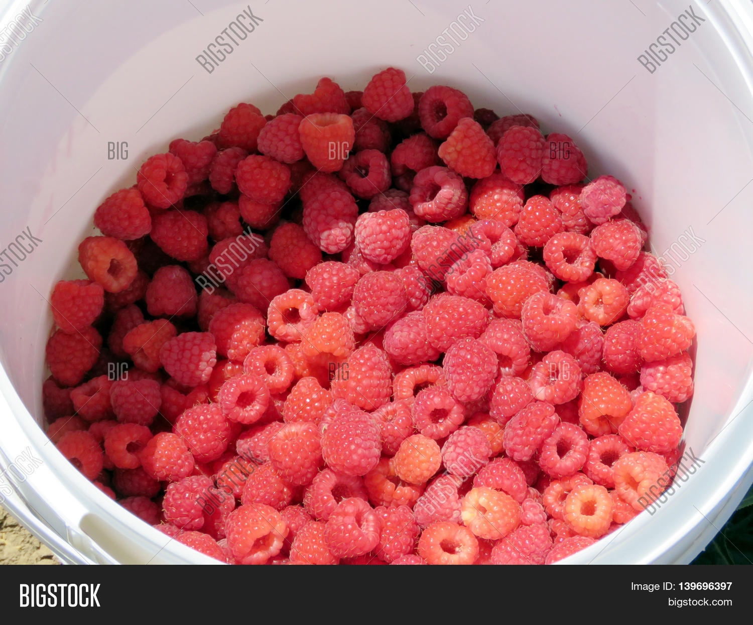 Raspberries On Field Image & Photo (Free Trial) | Bigstock