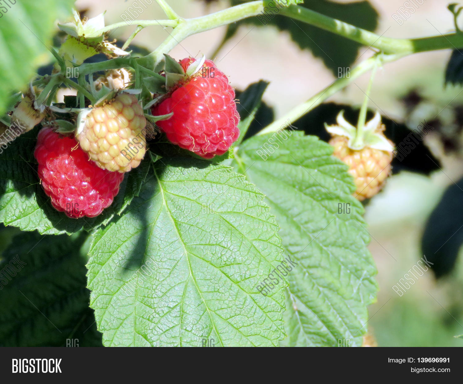 Raspberry Bush On Image & Photo (Free Trial) | Bigstock