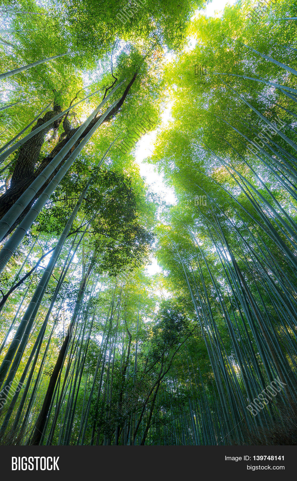 Arashiyama Bamboo Image & Photo (Free Trial) | Bigstock