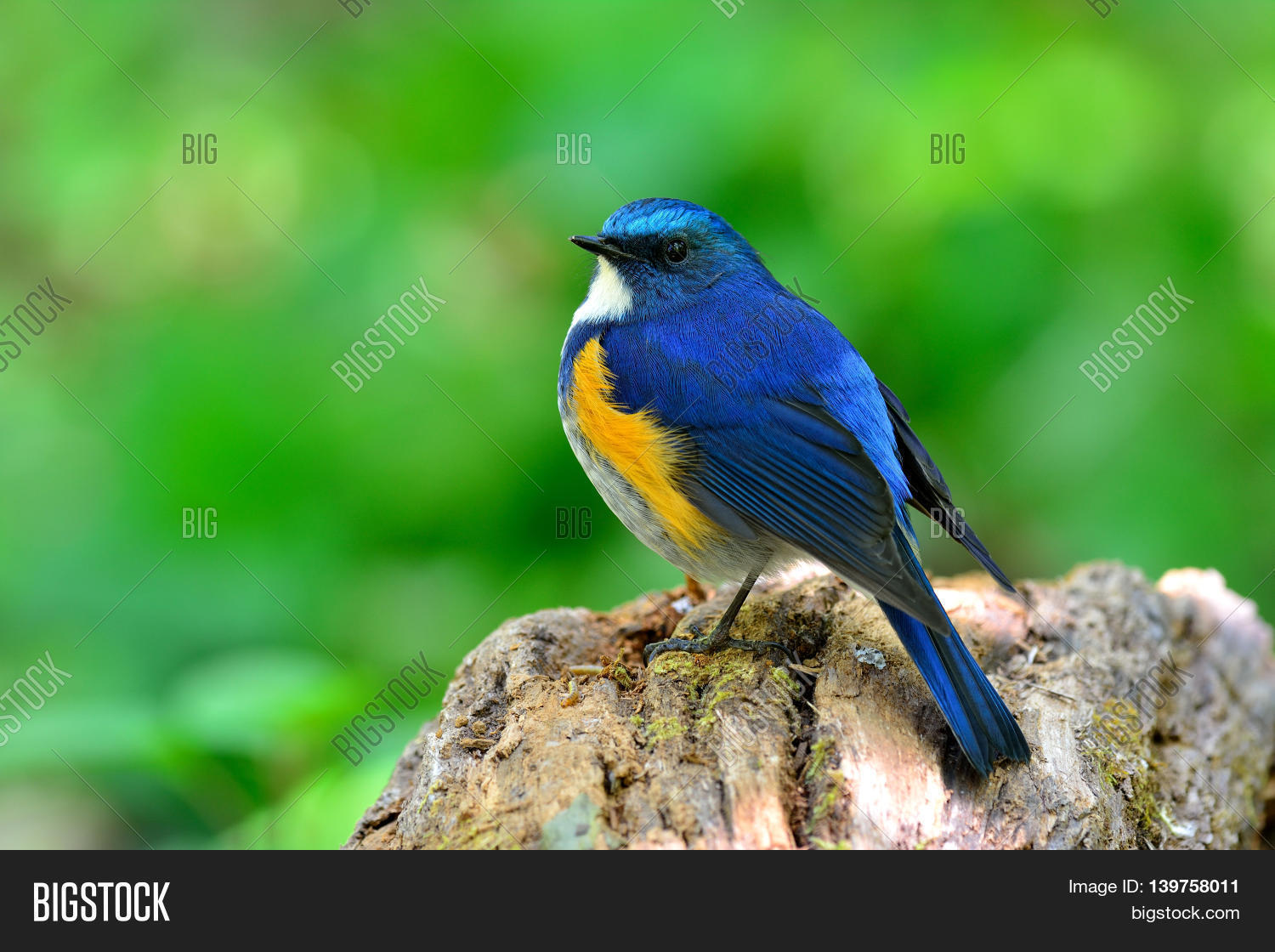 Male Himalayan Image & Photo (Free Trial) | Bigstock
