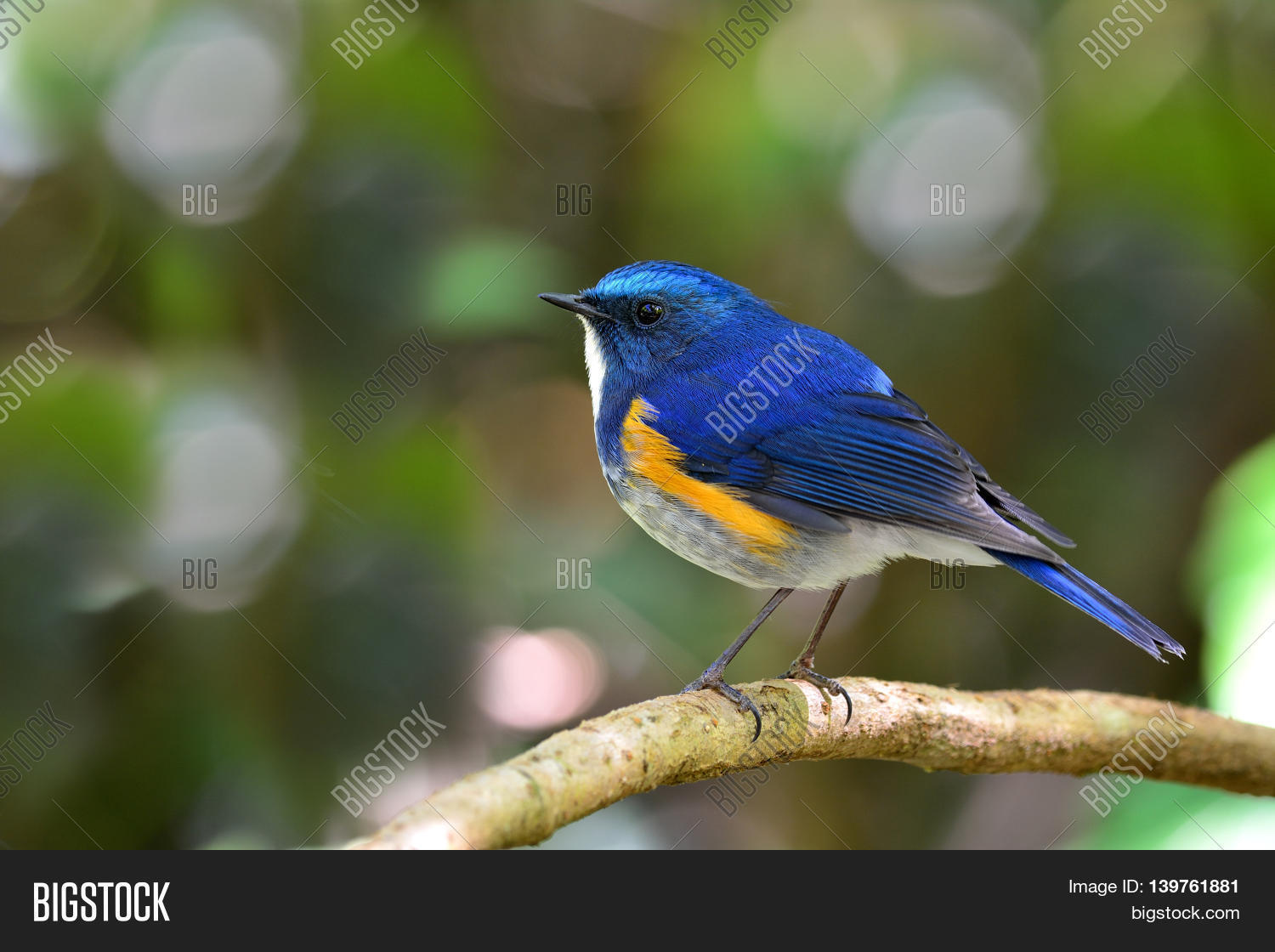 Male Himalayan Image & Photo (Free Trial) | Bigstock