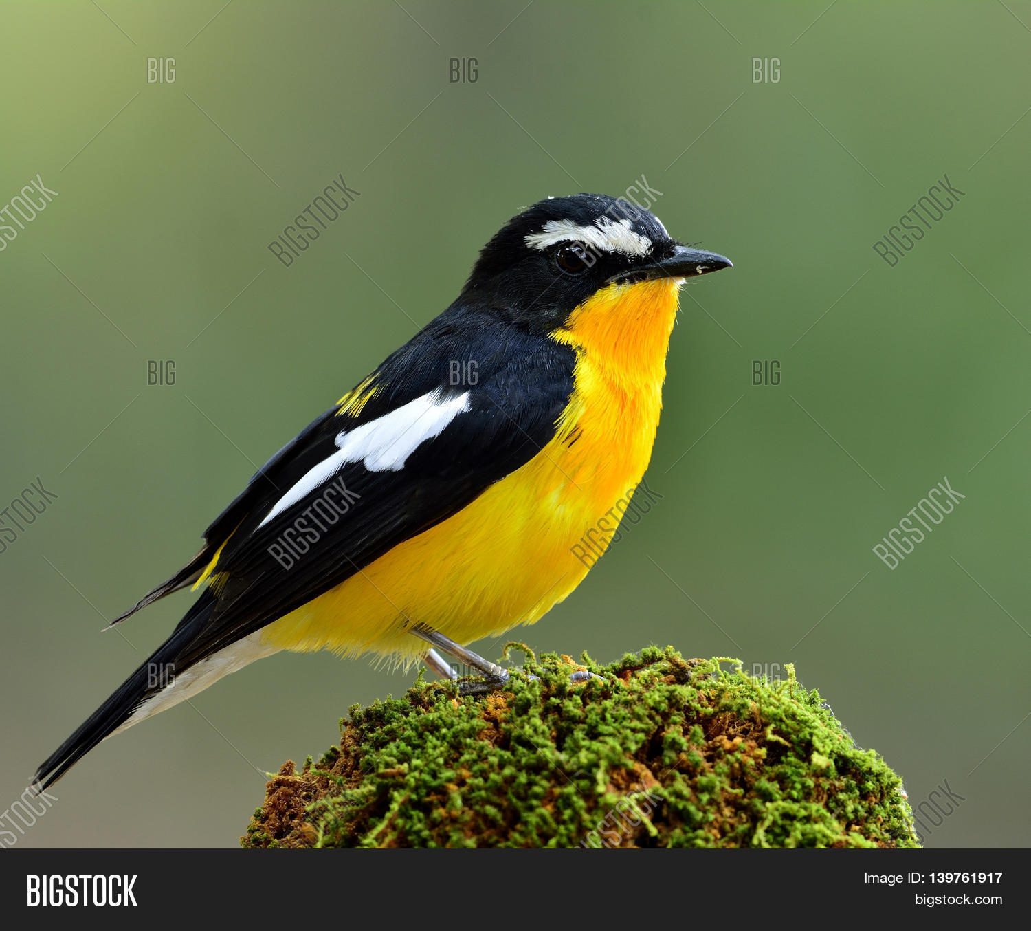 Male Yellow-rumped Image & Photo (Free Trial) | Bigstock