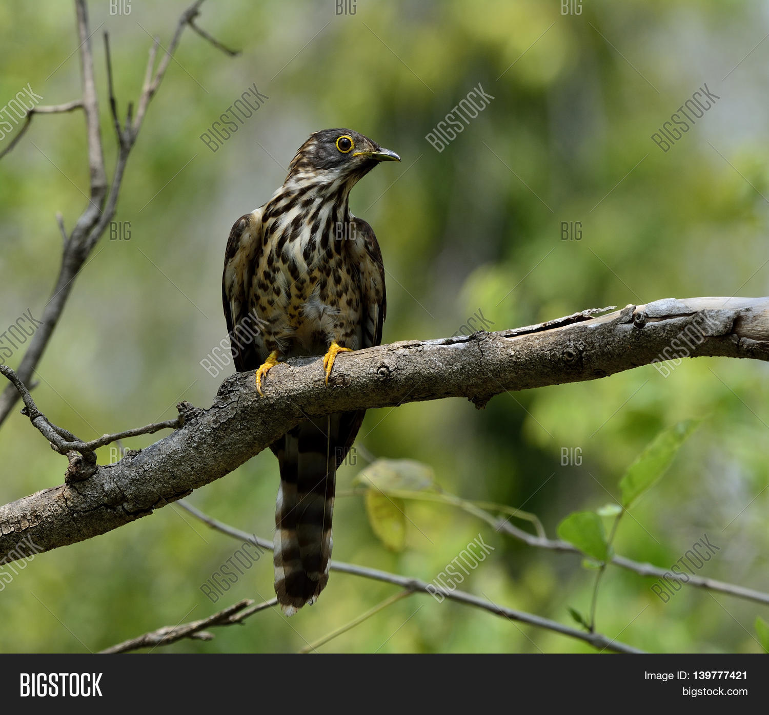 Large Hawk-cuckoo ( Image & Photo (Free Trial) | Bigstock