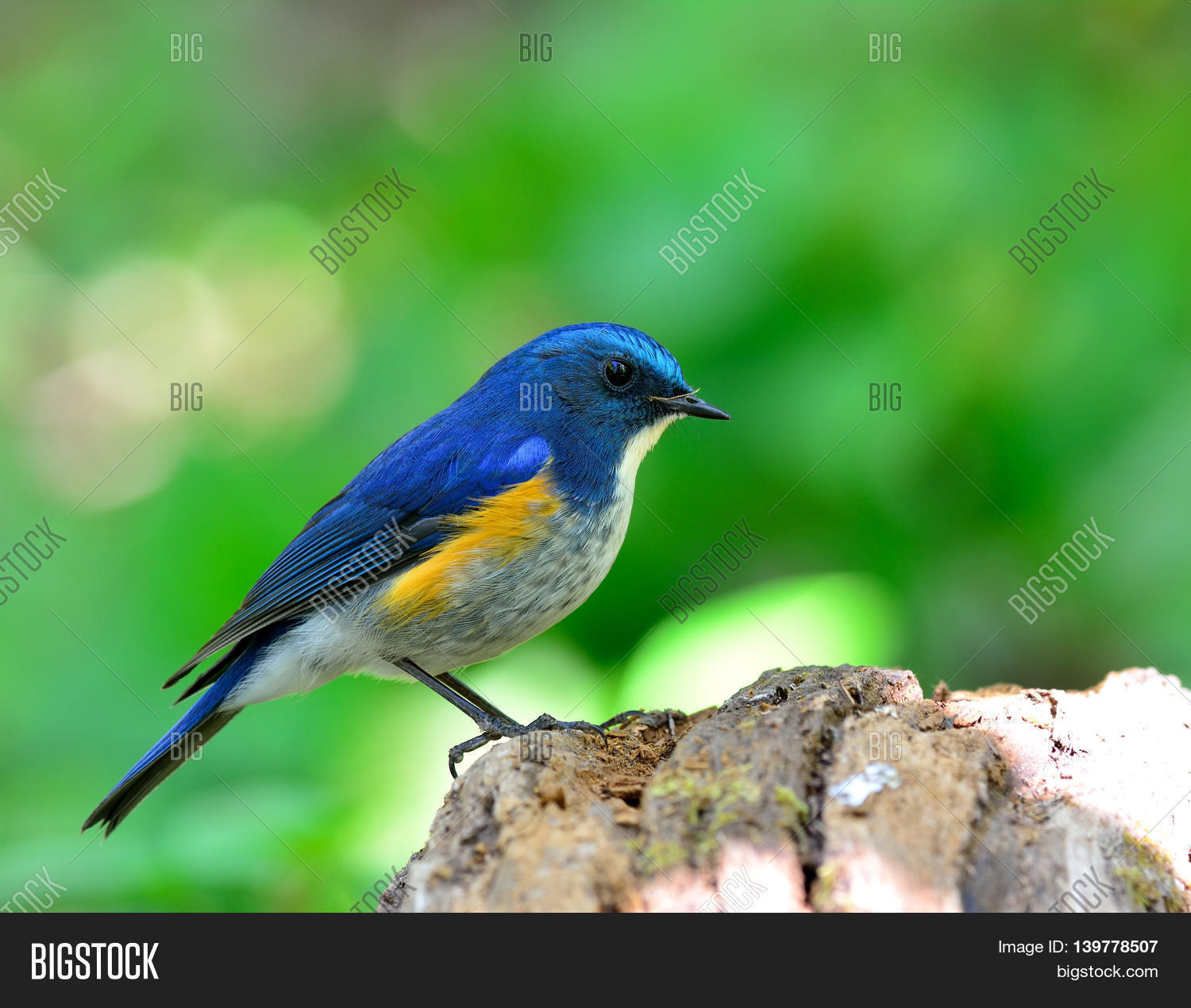 Male Himalayan Image & Photo (Free Trial) | Bigstock