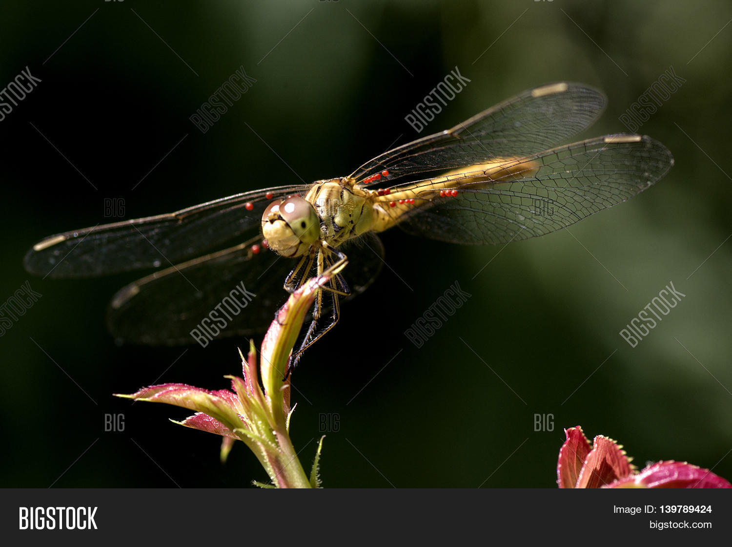 Dragonfly Perched On Image & Photo (Free Trial) | Bigstock