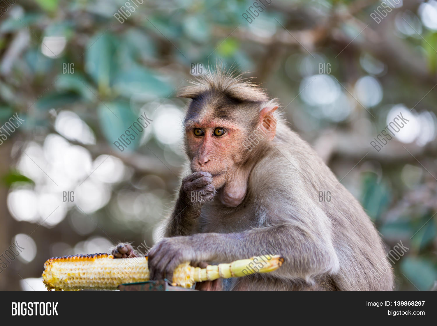 Bonnet Macaque Macaque Image & Photo (Free Trial) | Bigstock