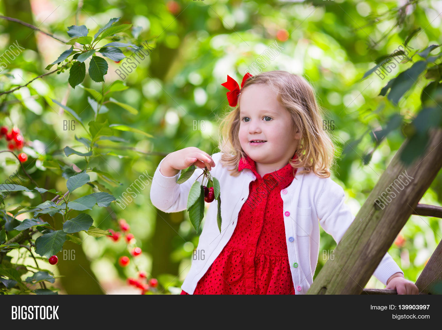Kids Picking Cherry On Image & Photo (Free Trial) | Bigstock