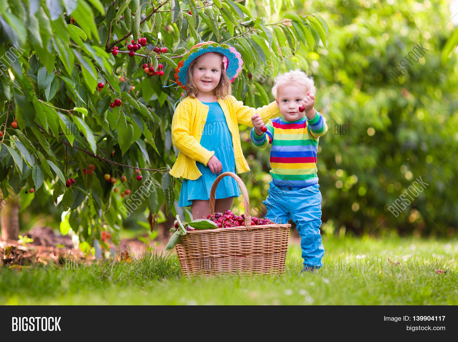 Kids Picking Cherry On Image & Photo (Free Trial) | Bigstock