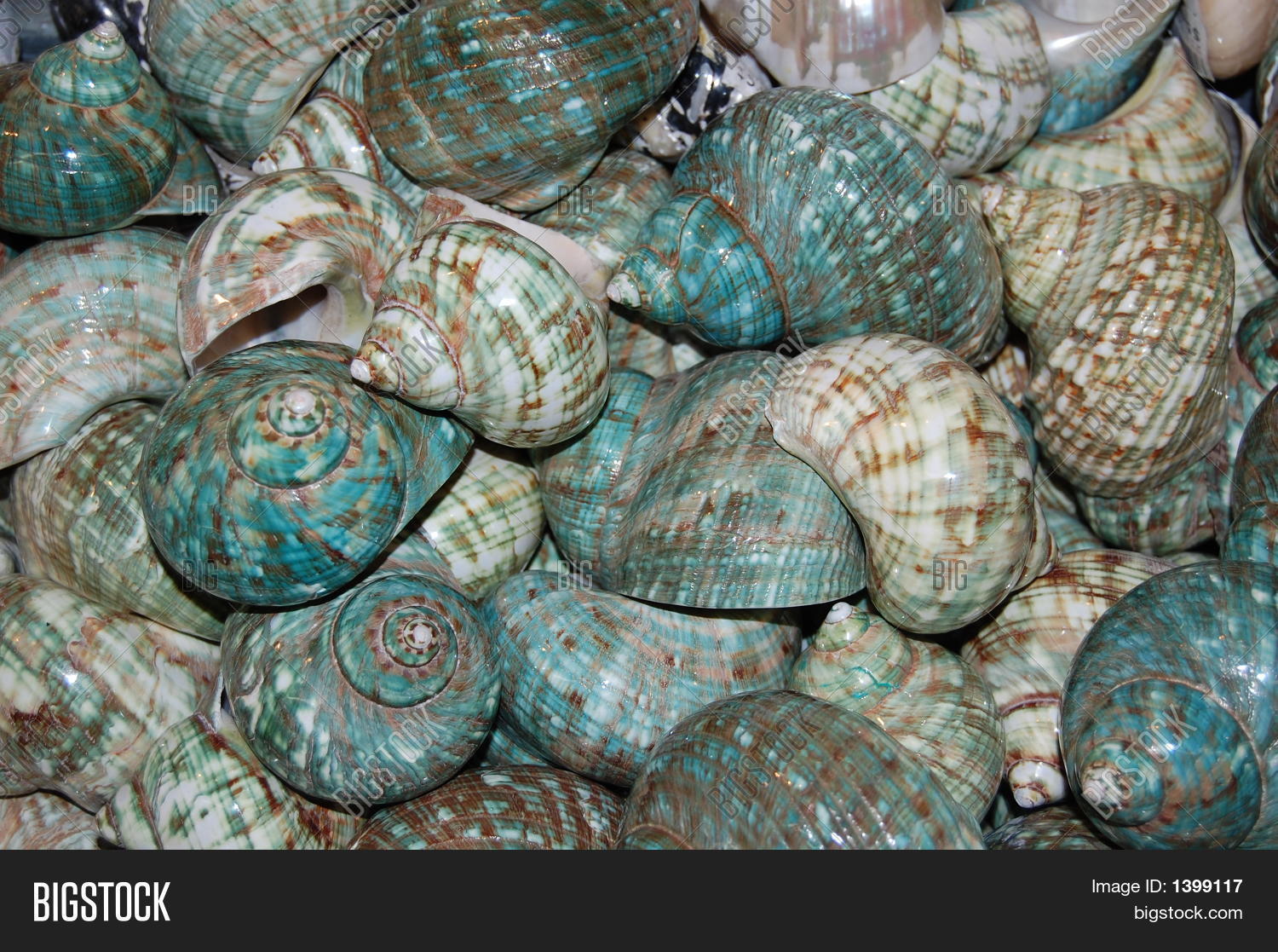 Green Shells Image & Photo (Free Trial) | Bigstock