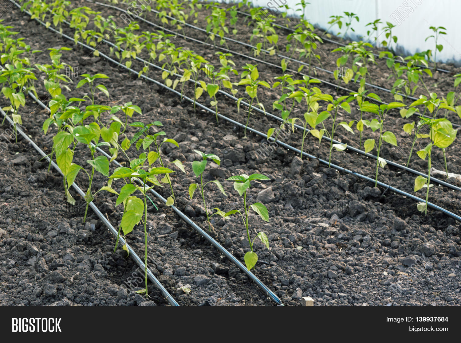 Drip Irrigation Pepper Image & Photo (Free Trial) | Bigstock