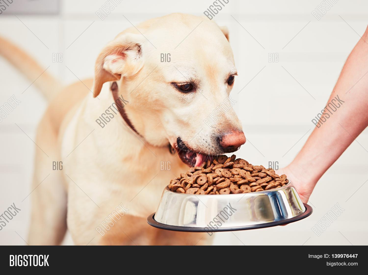 Feeding Hungry Dog Image & Photo (Free Trial) | Bigstock