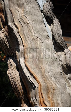 Ancient Cypress Tree Image & Photo (Free Trial) | Bigstock