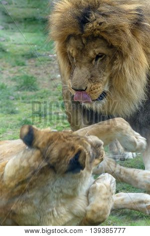Lion Lioness Playing. Image & Photo (Free Trial) | Bigstock