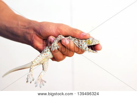 Geckos Bite Hand, Image & Photo (Free Trial) | Bigstock
